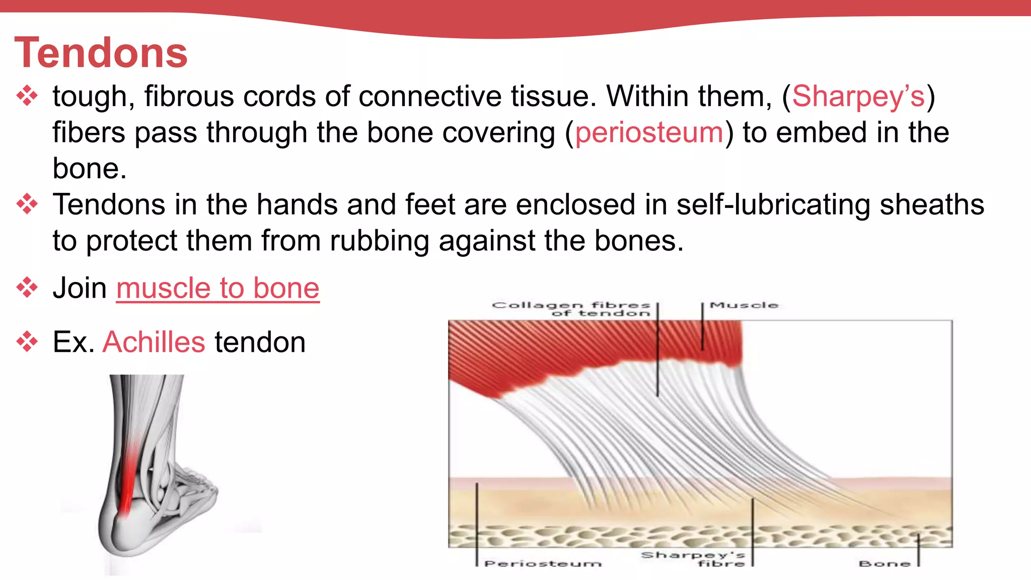 Muscular System | PPTX