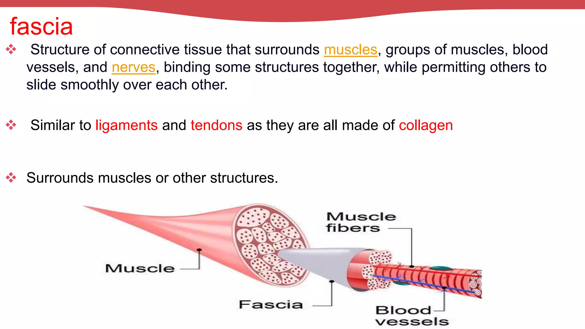 Muscular System | PPTX