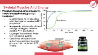 Muscular System | PPT