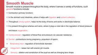 Muscular System | PPTX