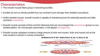 Muscular System | PPTX