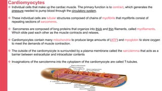 Muscular System | PPT