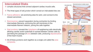 Muscular System | PPT