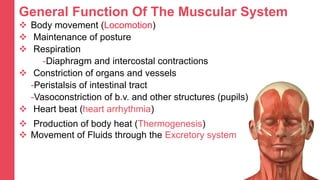 Muscular System | PPT