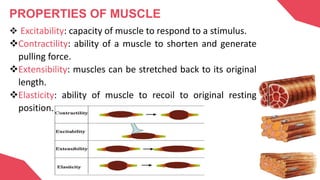 Muscular System | PPT