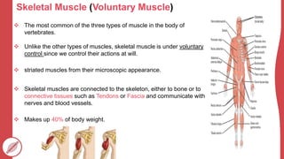Muscular System | PPT