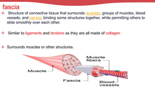 Muscular System | PPTX