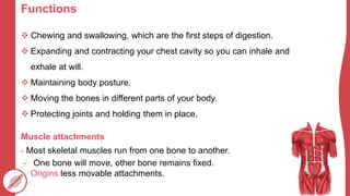 Muscular System | PPT