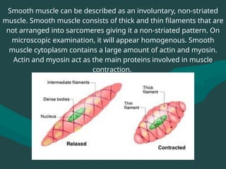 Muscular-System_group3-anatomy-ppt (1).pptx