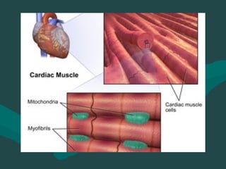 Muscular-System_group3-anatomy-ppt (1).pptx