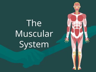 Muscular-System_group3-anatomy-ppt (1).pptx