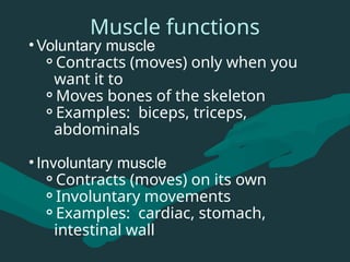 Muscular-System_group3-anatomy-ppt (1).pptx