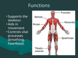 Muscular-System_group3-anatomy-ppt (1).pptx