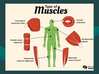 Muscular-System_group3-anatomy-ppt (1).pptx