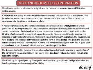 Muscles | PPSX