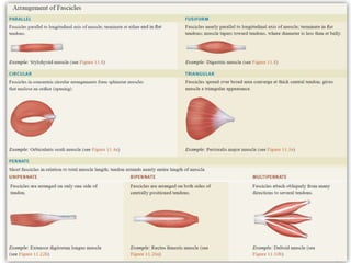 Muscles | PPSX