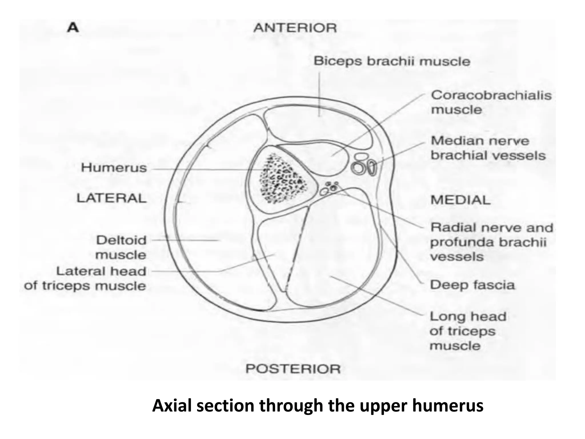 Muscular anatomy of upper limb, MRI Anatomy | PDF