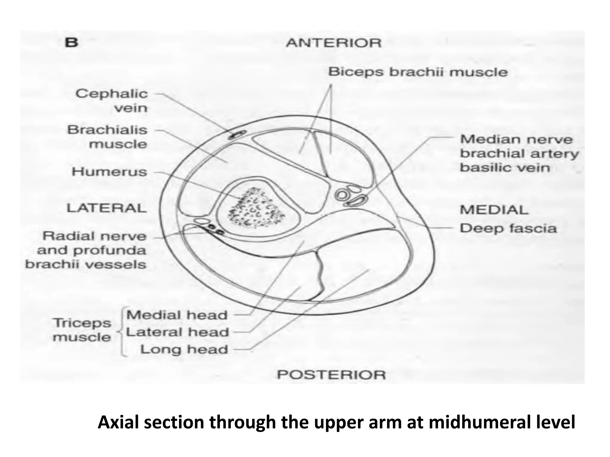 Muscular anatomy of upper limb, MRI Anatomy | PDF