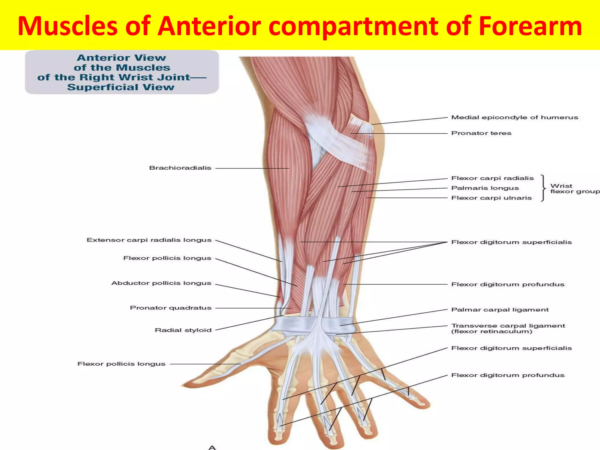 Muscular anatomy of upper limb, MRI Anatomy | PDF