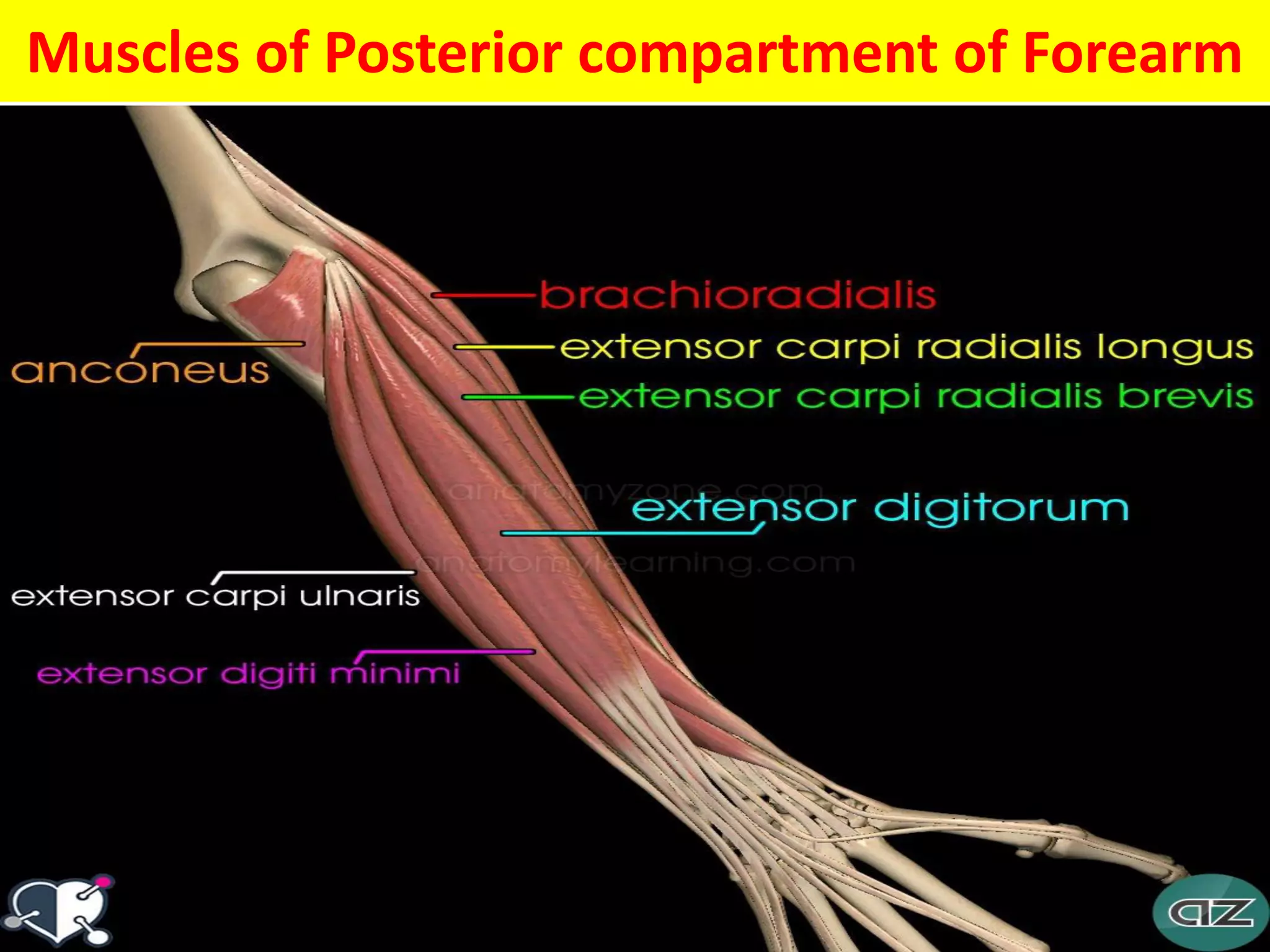 Muscular anatomy of upper limb, MRI Anatomy | PDF