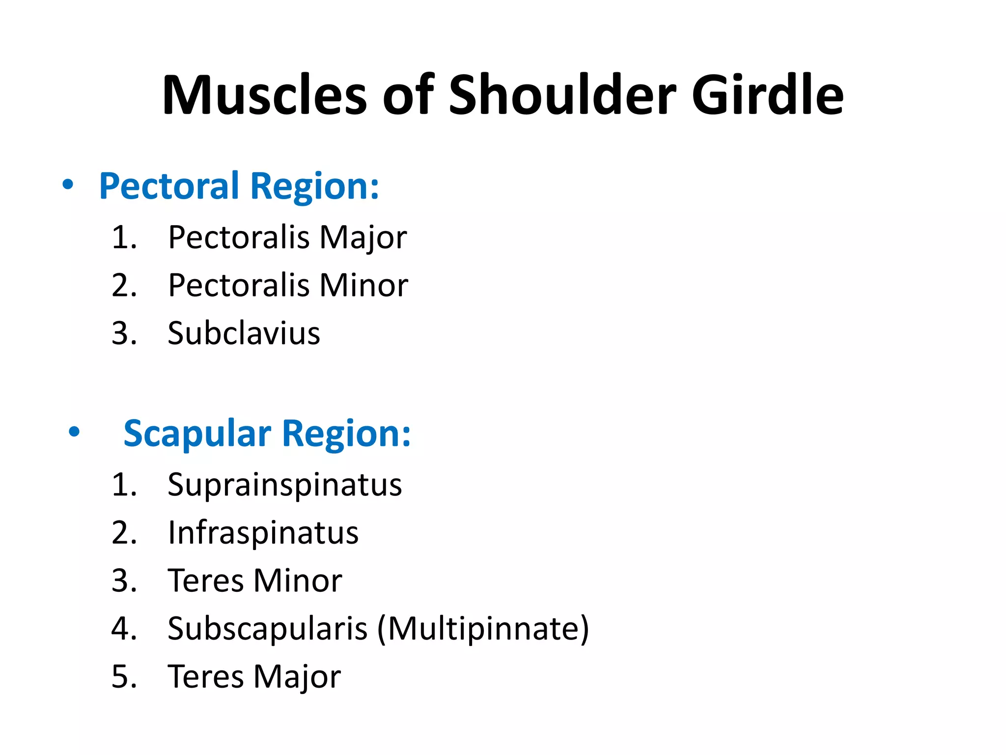 Muscular anatomy of upper limb, MRI Anatomy | PDF