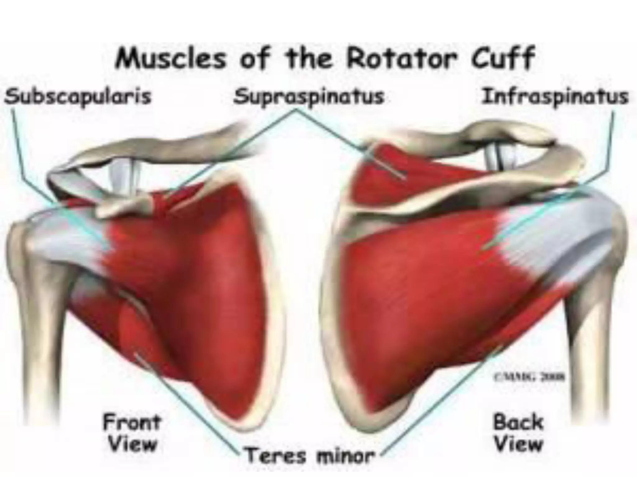 Muscular anatomy of upper limb, MRI Anatomy | PDF