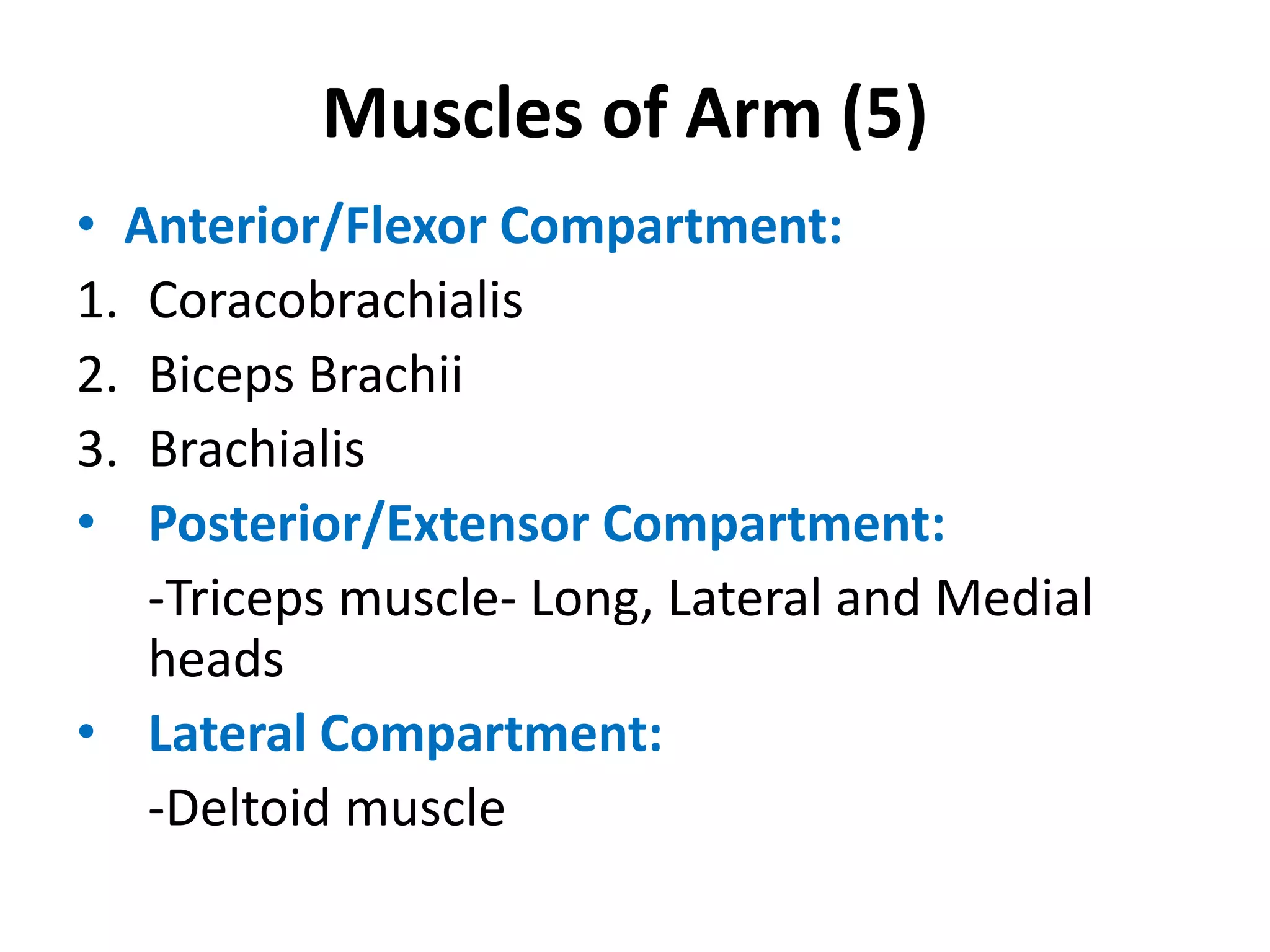 Muscular anatomy of upper limb, MRI Anatomy | PDF