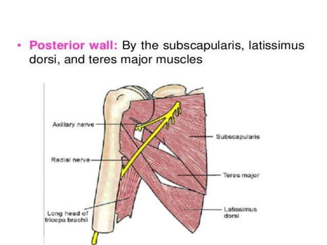 Muscular anatomy of upper limb, MRI Anatomy | PDF