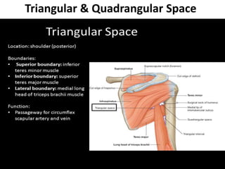Muscular anatomy of upper limb, MRI Anatomy | PDF