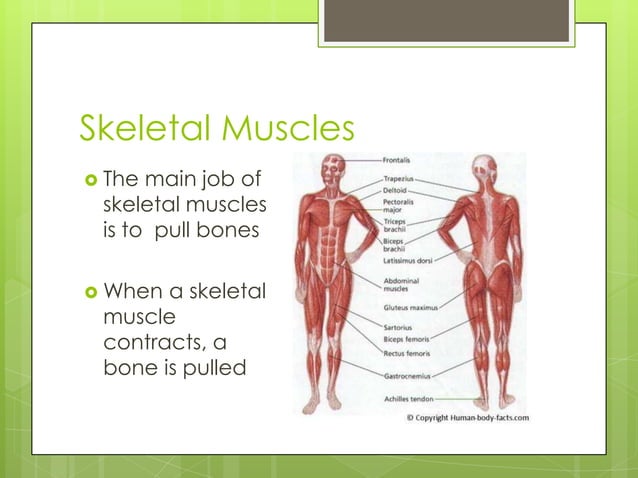 Muscular and skeletal systems: The Basics | PPTX