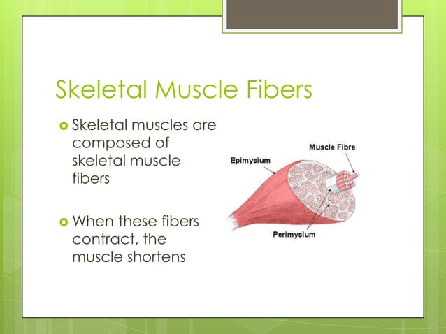 Muscular and skeletal systems: The Basics | PPTX