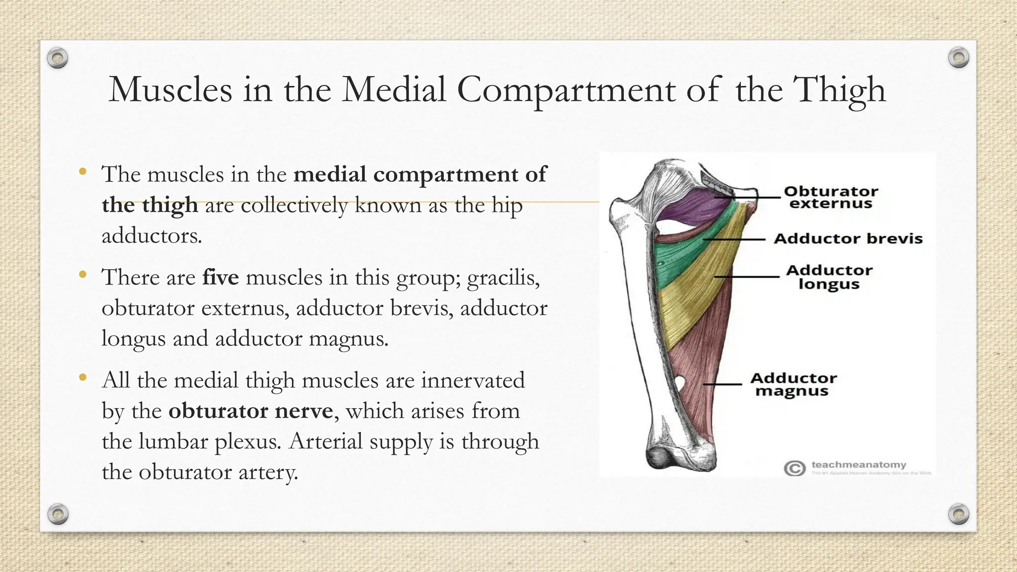 MUSCULAR COMPARTMENTS OF THIGH mit 5.pptx