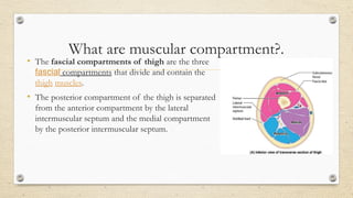 MUSCULAR COMPARTMENTS OF THIGH mit 5.pptx
