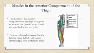 MUSCULAR COMPARTMENTS OF THIGH mit 5.pptx