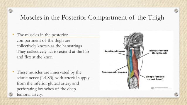 MUSCULAR COMPARTMENTS OF THIGH mit 5.pptx