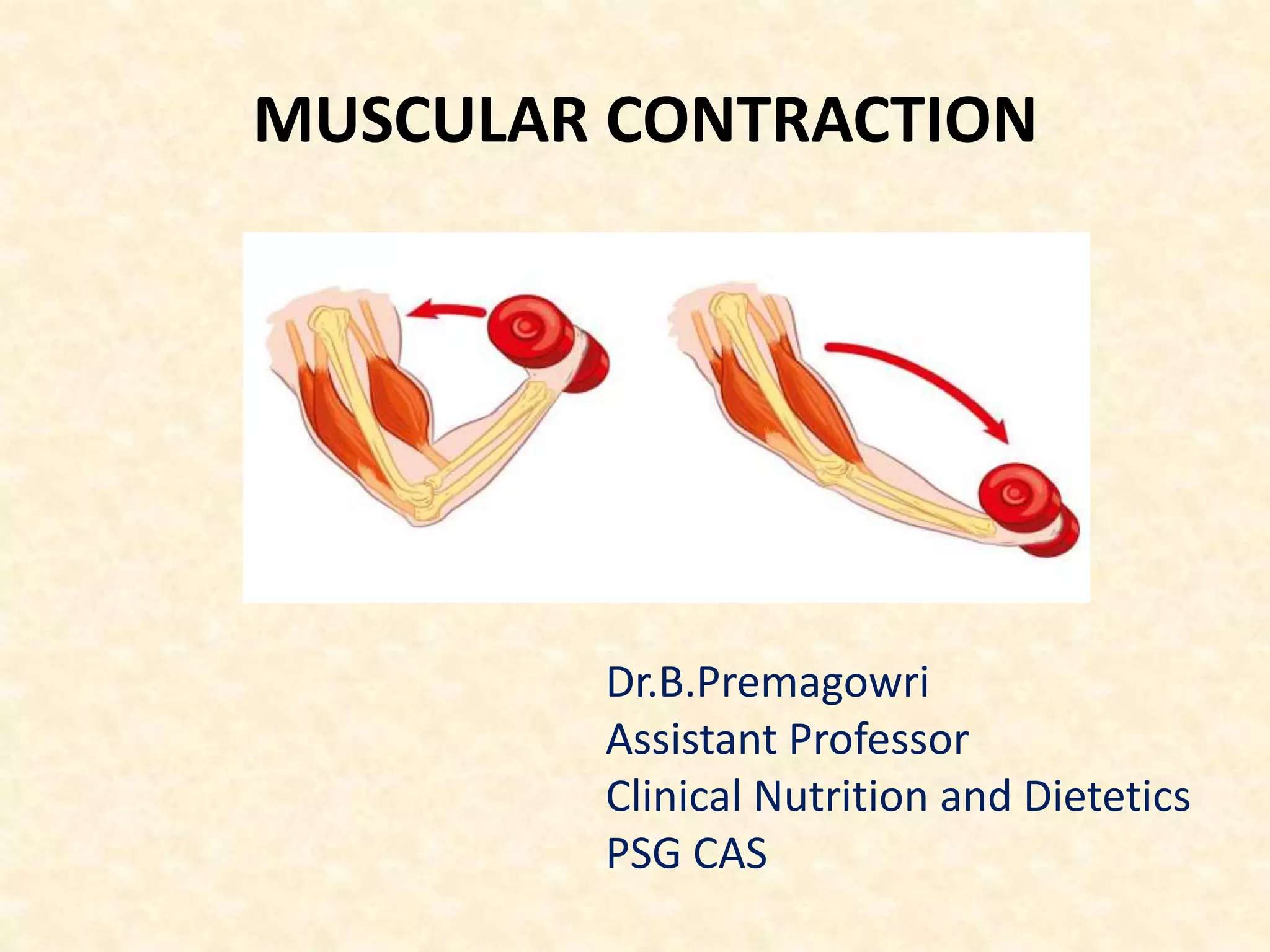 Muscular contraction | PPTX | Chemistry | Science