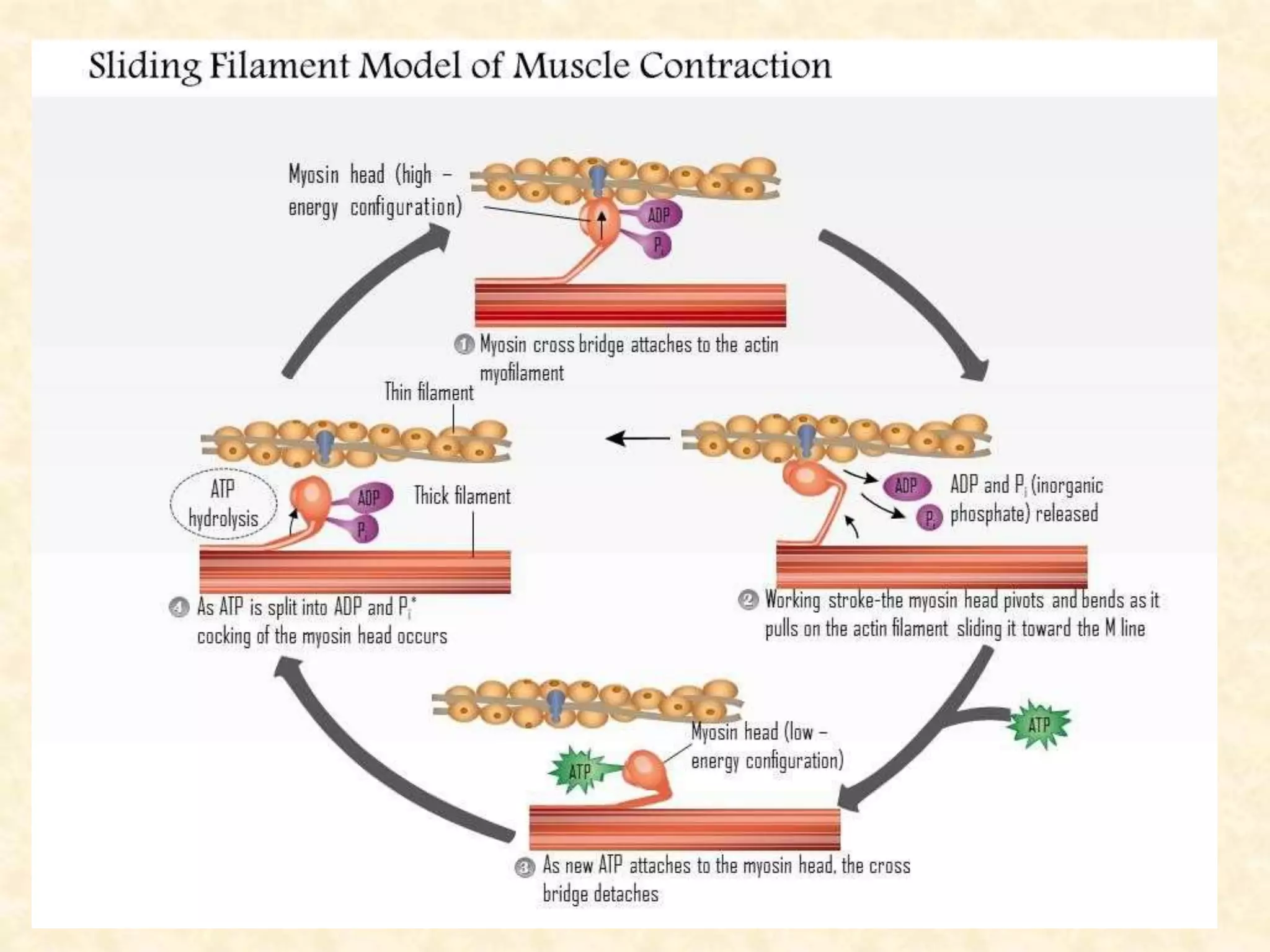 Muscular contraction | PPTX | Chemistry | Science