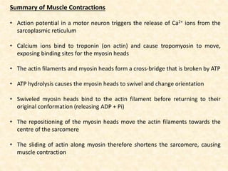 Muscular contraction | PPTX