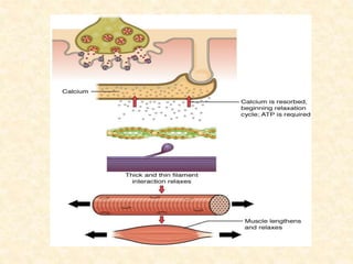 Muscular contraction | PPTX