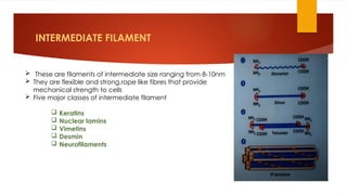 muscular contraction and cytoskeleton pptx | PPTX