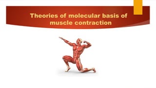 muscular contraction and cytoskeleton pptx | PPTX