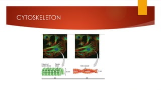 muscular contraction and cytoskeleton pptx | PPTX