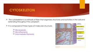 muscular contraction and cytoskeleton pptx | PPTX
