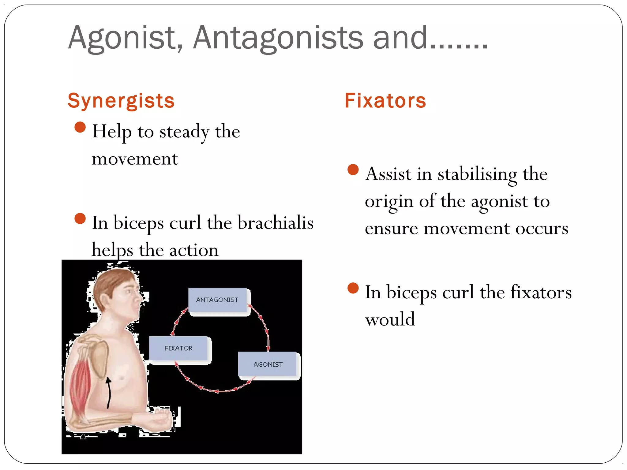 Muscular contraction and muscle types | PPT