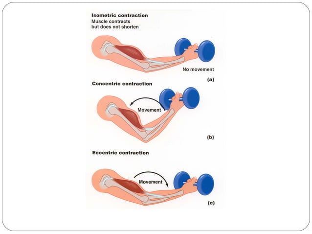 Muscular contraction and muscle types | PPT