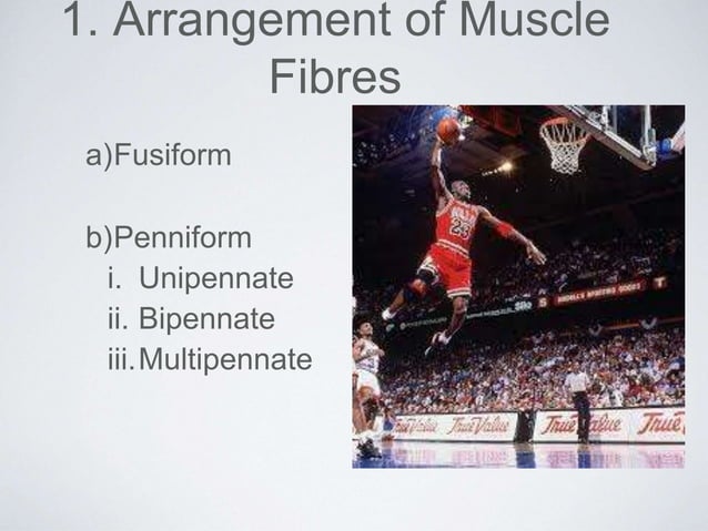 Muscular contractions | PPTX | Physical Therapy | Wellness