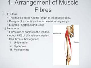Muscular contractions | PPTX