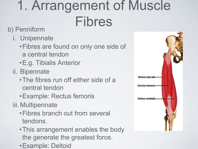 Muscular contractions | PPTX | Physical Therapy | Wellness