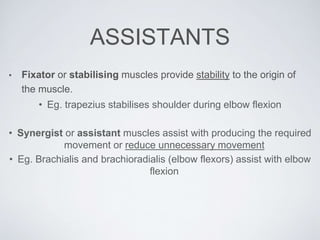 Muscular contractions | PPTX