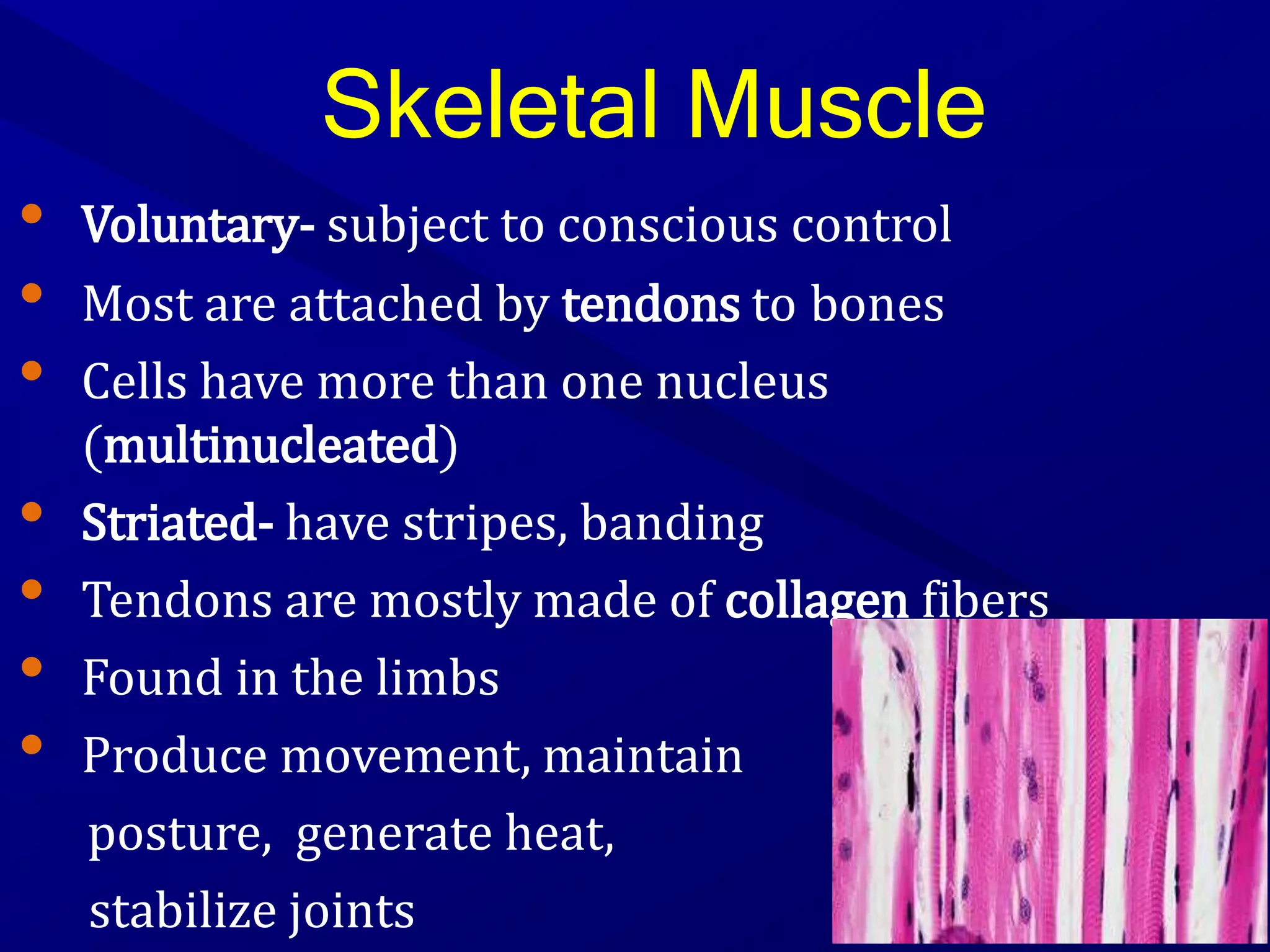 Muscular control of movement | PPTX